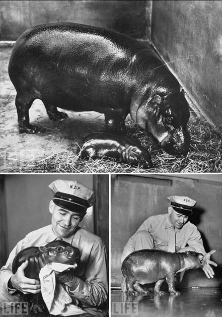 The 5 Best Presidential Pets in American History | America Fun Fact of ...